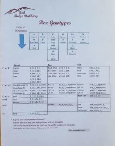 basic rabbit color genetics | Quails and Tails Rabbitry