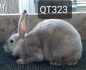 Mini rex rabbits | Quails and Tails Rabbitry