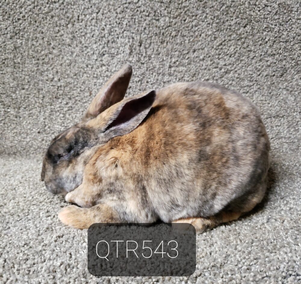 20220221_162341 | Quails and Tails Rabbitry