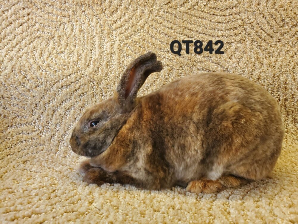 20240609_1702108286077514235034176 | Quails and Tails Rabbitry