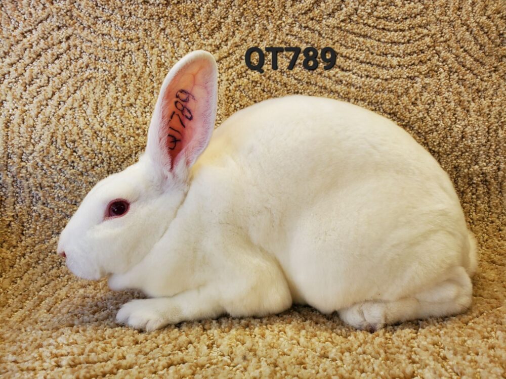 20240609_1713575214744436925959791 | Quails and Tails Rabbitry