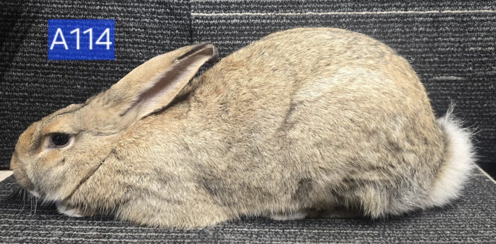 20250410_171755 | Quails and Tails Rabbitry